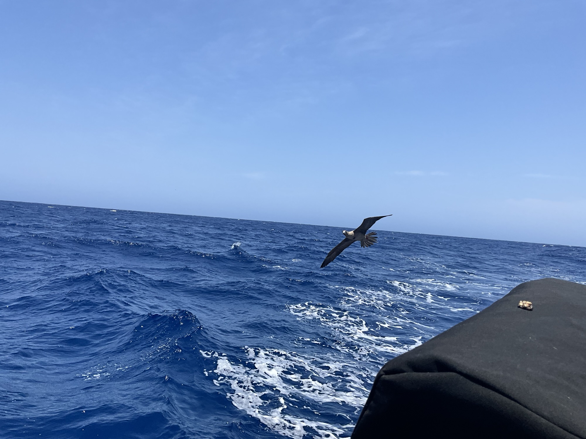Day 4 and last day of being a legal tourist in Mexico. – Sailaway Sarantium